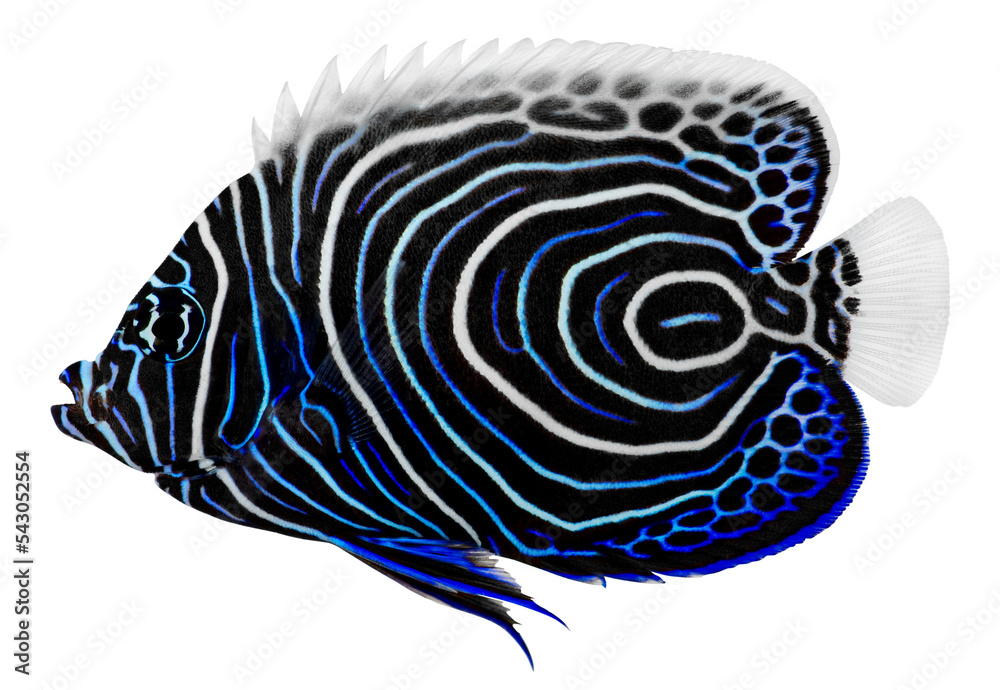 Poster Emperor Angelfish. Pomacanthus Imperator. PNG masked background ...