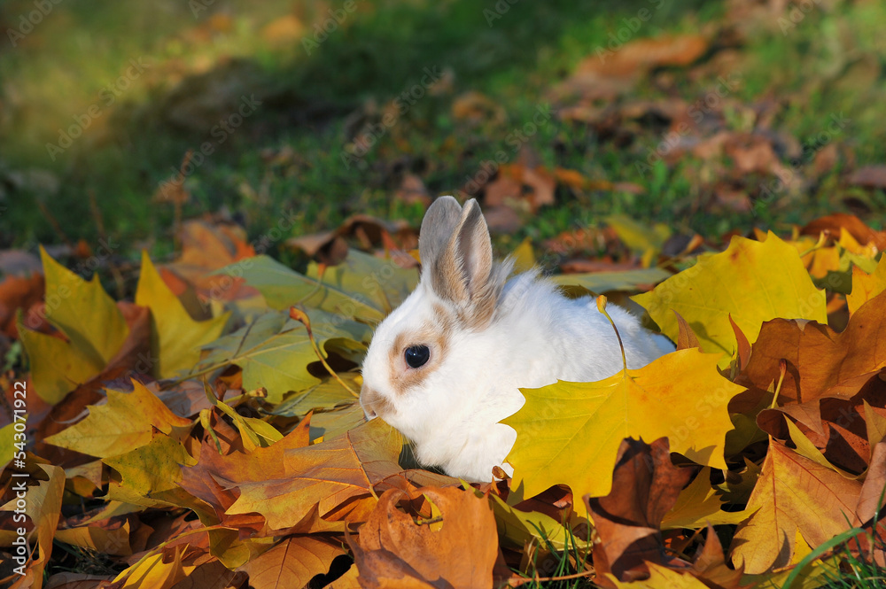 White bunny rabbit with brown spots and black eyes sits and sniffs ...