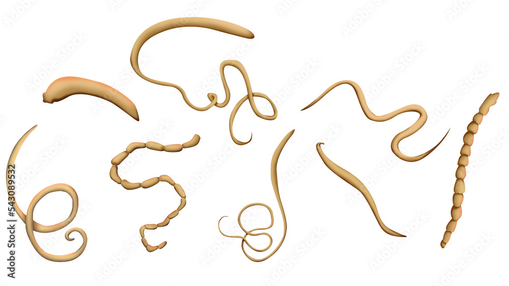 Illustration of helminths on white background. Parasites in human body ...