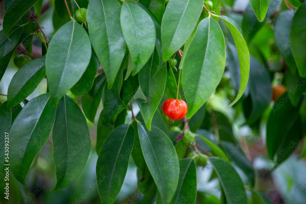 Pitanga (eugenia uniflora) é o fruto da pitangueira, dicotiledônea da ...