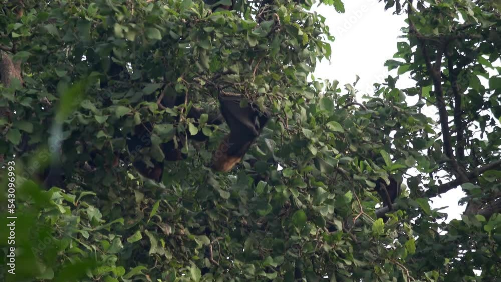 Indian flying fox mating, India, 2022 India wildlife and nature, 2022 ...