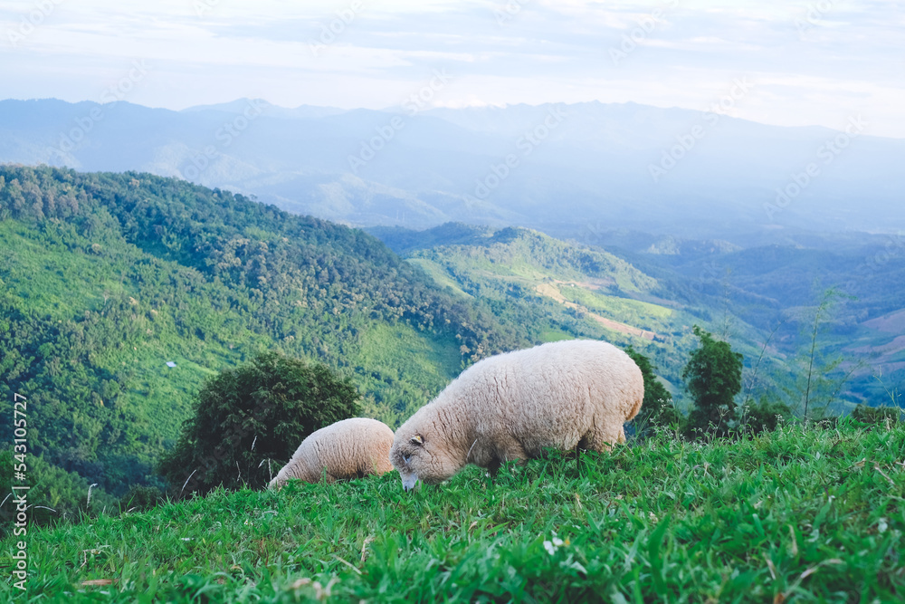 Adult sheep grazing in a field with mountain background. Stock Photo ...
