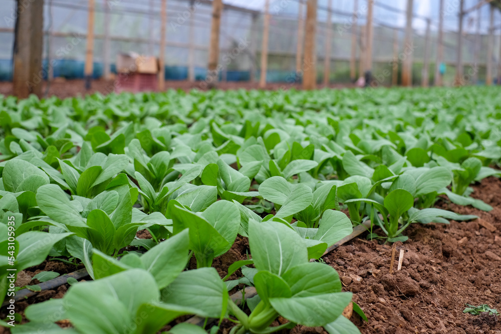 Pak Chai, green pakchoi or bok choy in green farm. Famous fresh ...