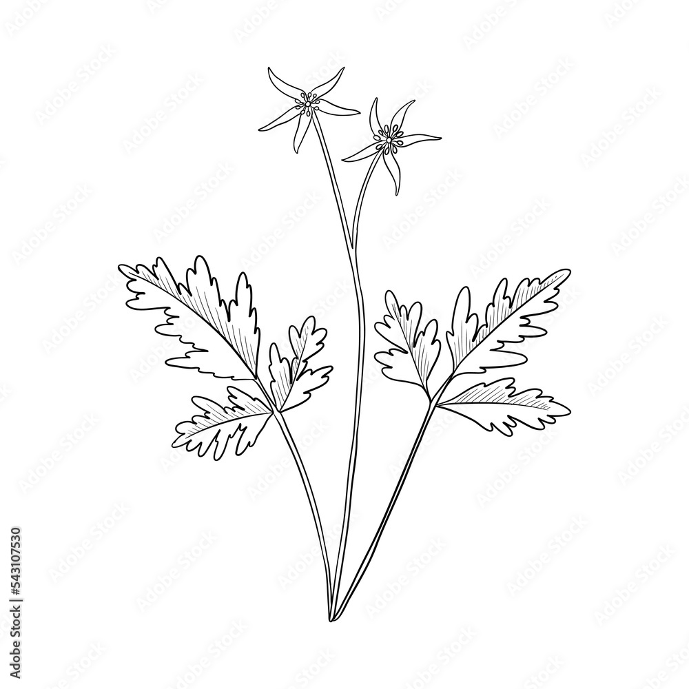 vector drawing plant of Chinese goldthread, Coptis chinensis, herb of ...