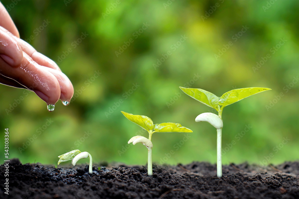 Zdjęcie Stock: Growing crops on fertile soil and watering plants ...