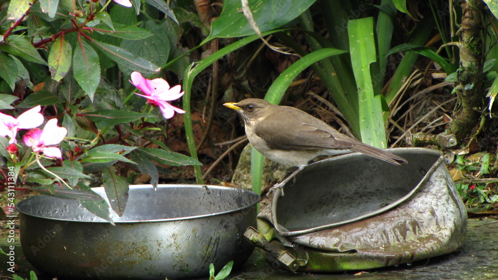 sabiá sabiá-poca brown Turdus amaurochalinus Creamy bellied Thrush bird ...