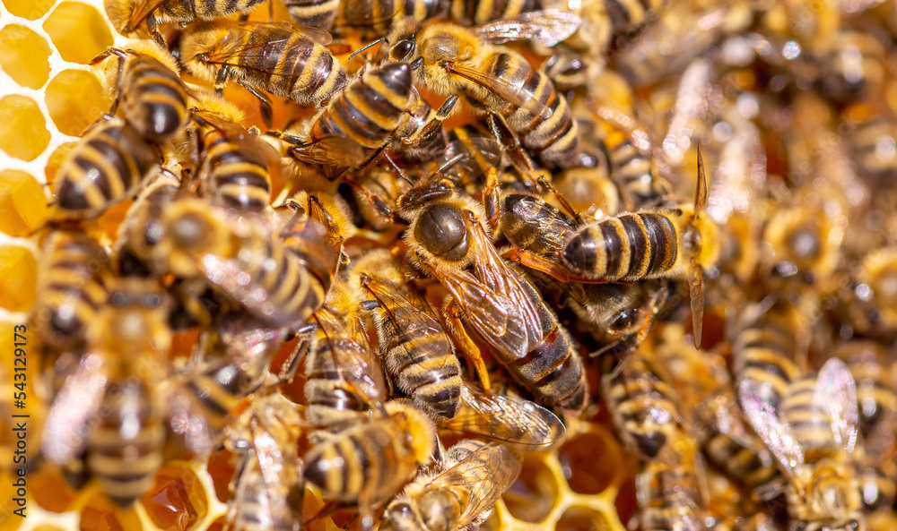 Queen bee in the hive. Beautiful honeycombs with bees close-up. A swarm ...