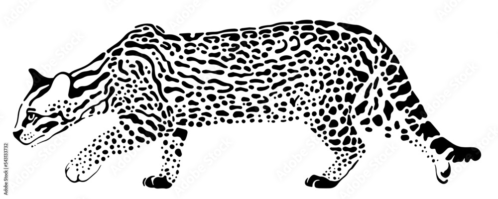 Poster Ocelot realistic vector illustration isolated on white ...