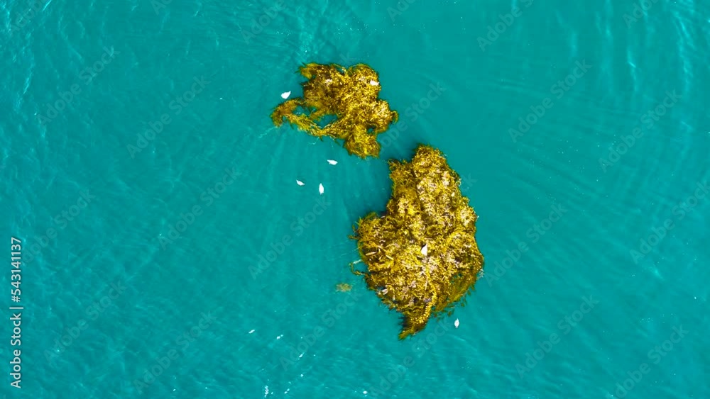 drone view of two kelp patties in blue water surrounded by birds Stock ...