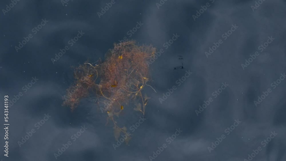 drone view of kelp patties on an overcast day Stock Video | Adobe Stock