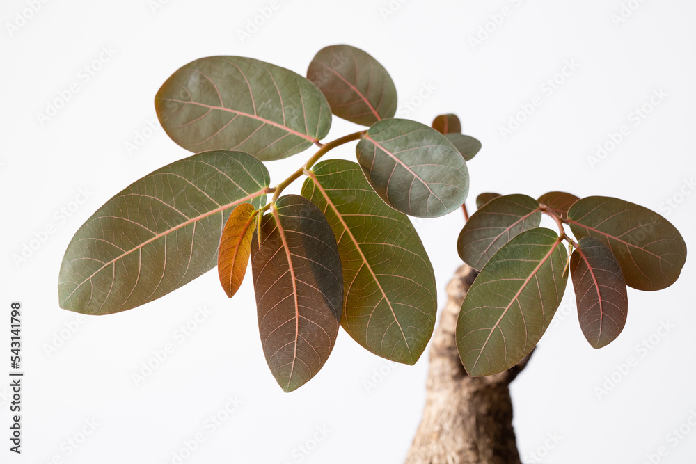 Phyllanthus Mirabilis leaves close up with isolated white background ...