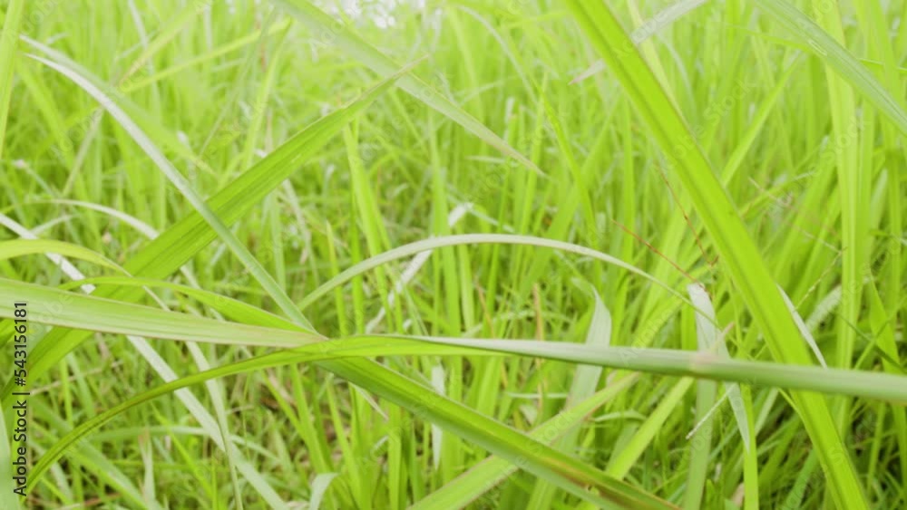 Camera movement breaks through Cogon grass expanse of sharp thin green ...