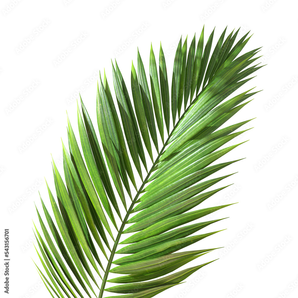 Green palm leaves foliage transparent background 3d rendering png file ...