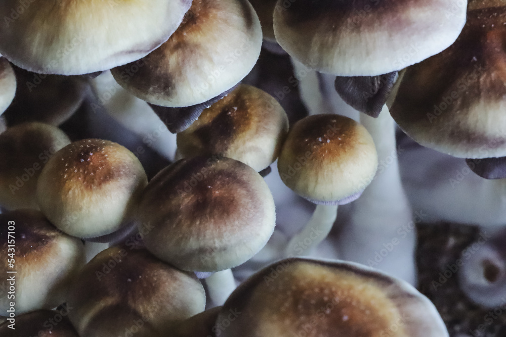 Microgrowing of Psilocybe Cubensis mushrooms. Mycelium of psilocybin ...