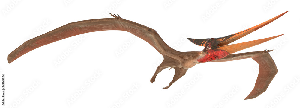 Pteranodon flying with wings outstretched Stock Illustration | Adobe Stock