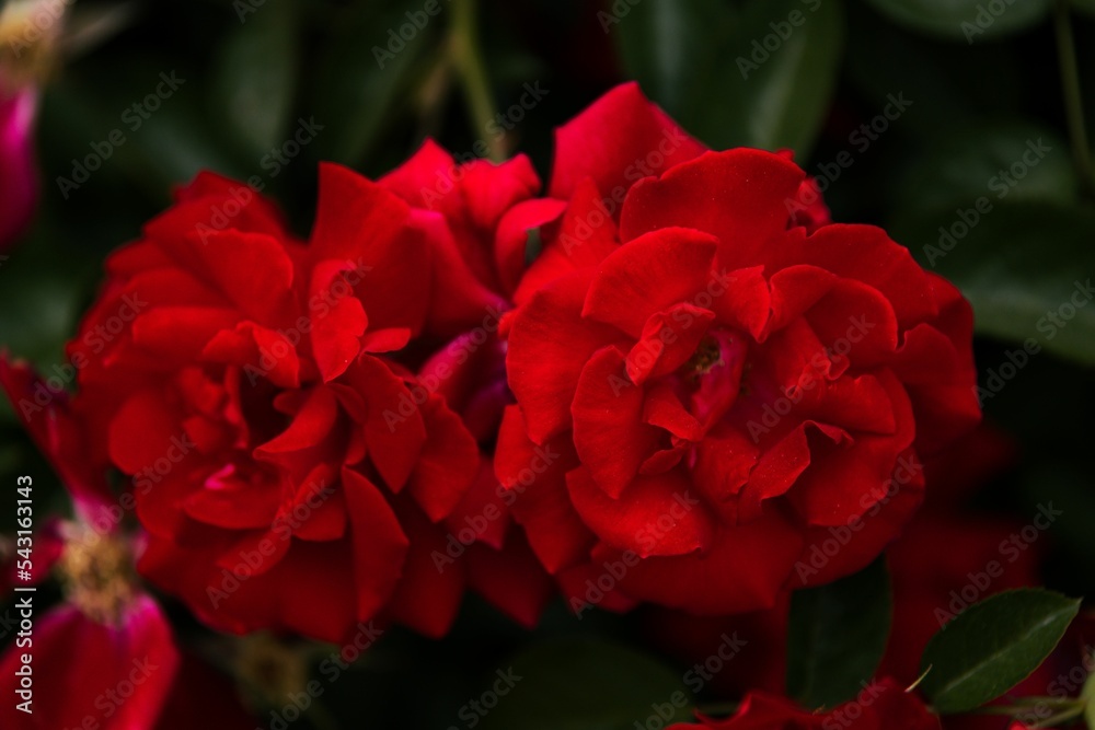 Closeup of red Europeana roses growing in a garden Stock-Foto | Adobe Stock