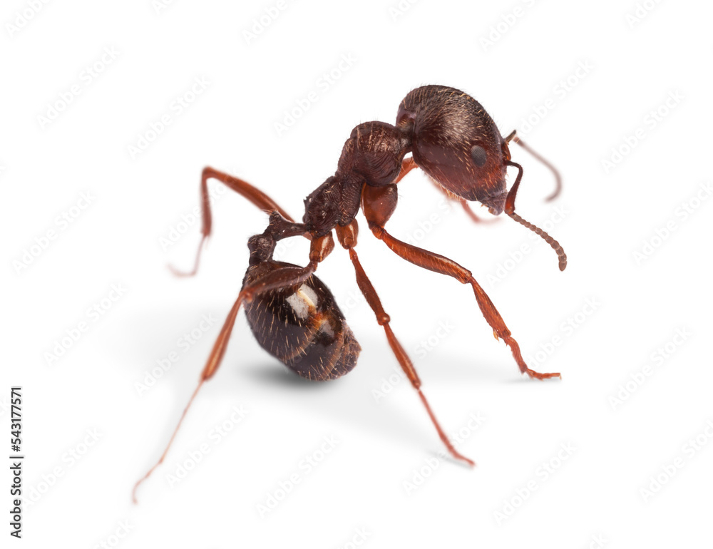 Ant Stock Photo | Adobe Stock