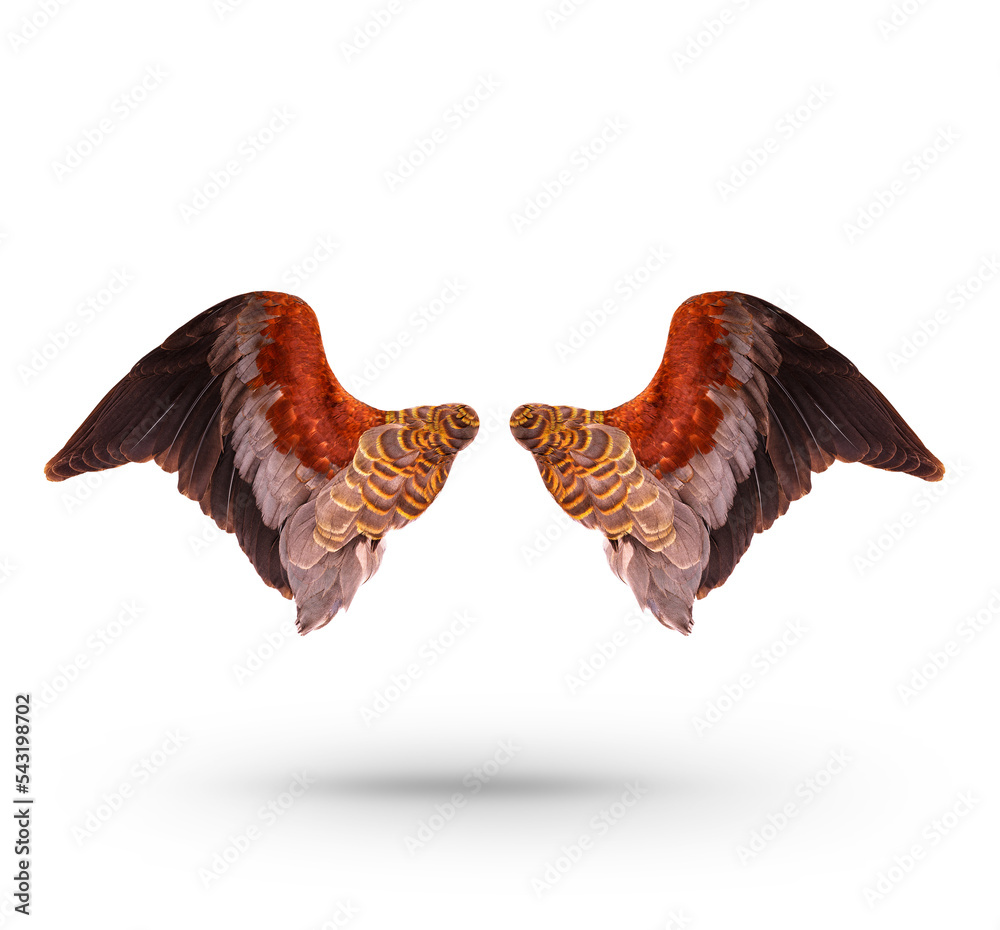 Wings of birds isolated on transparent background (.PNG) Stock Photo ...
