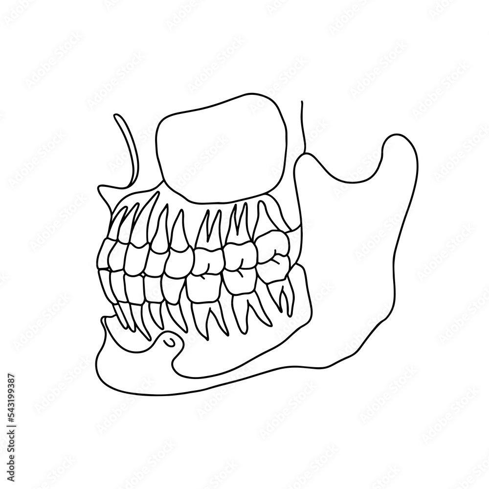 Human teeth, side view, drawn by lines on white background. Vector ...
