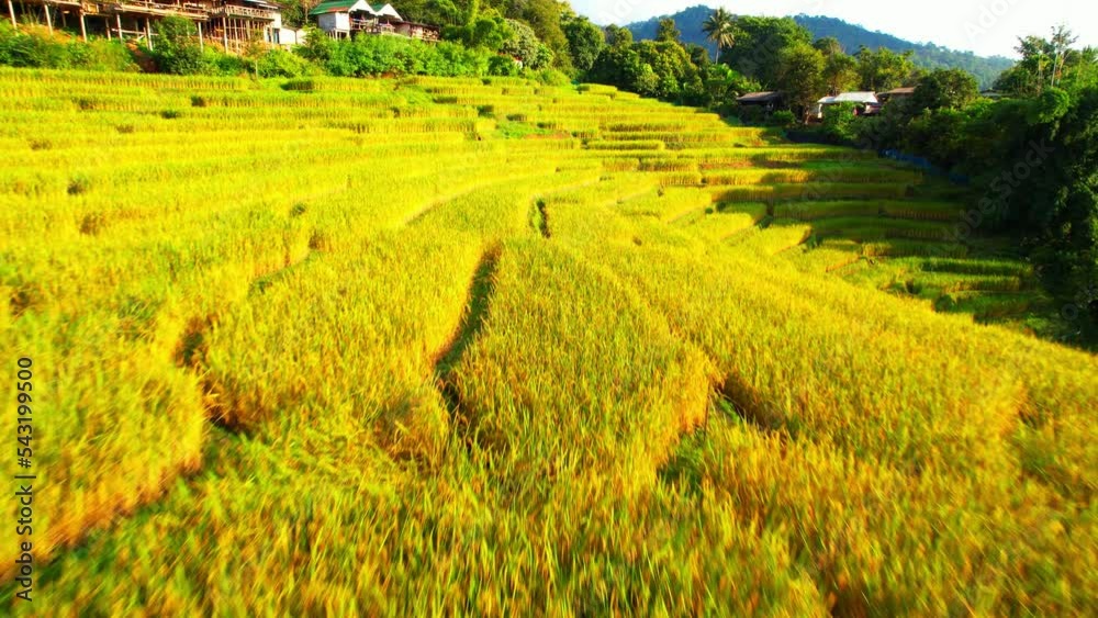Aerial view over the beautiful rice terraces (Pa pong piang rice ...