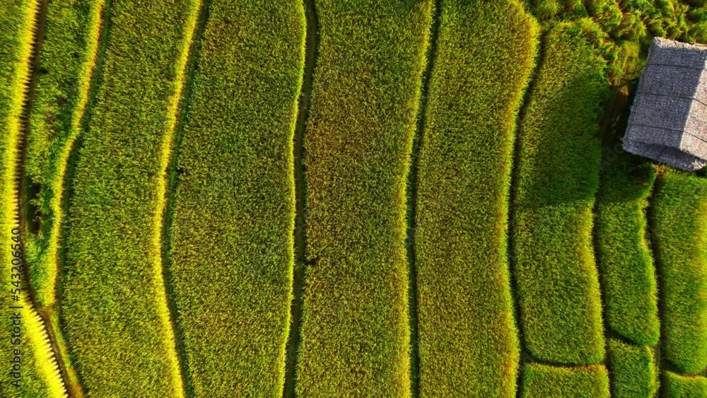 Aerial view of agriculture over a green and yellow rice paddies for ...