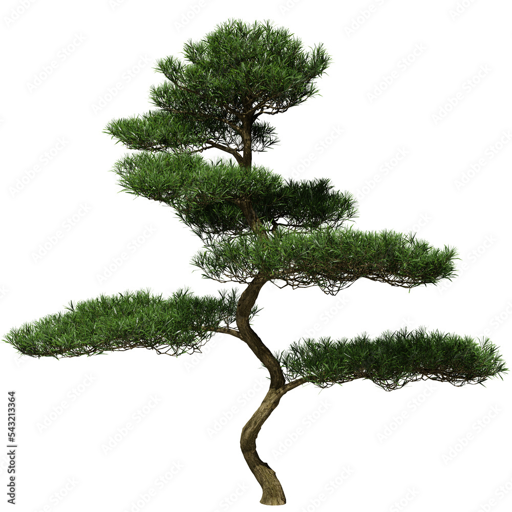 Buddhist pine conifer tree in spring or summer. Hi-res, photorealistic ...