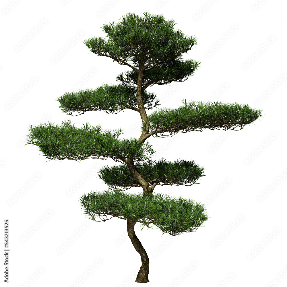 Buddhist pine conifer tree in spring or summer. Hi-res, photorealistic ...