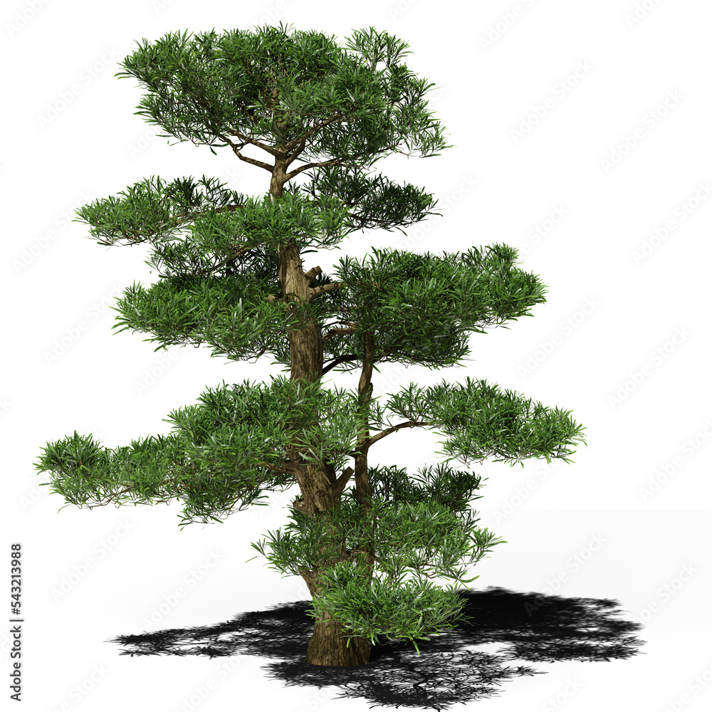 Buddhist pine conifer tree in spring or summer. Hi-res, photorealistic ...