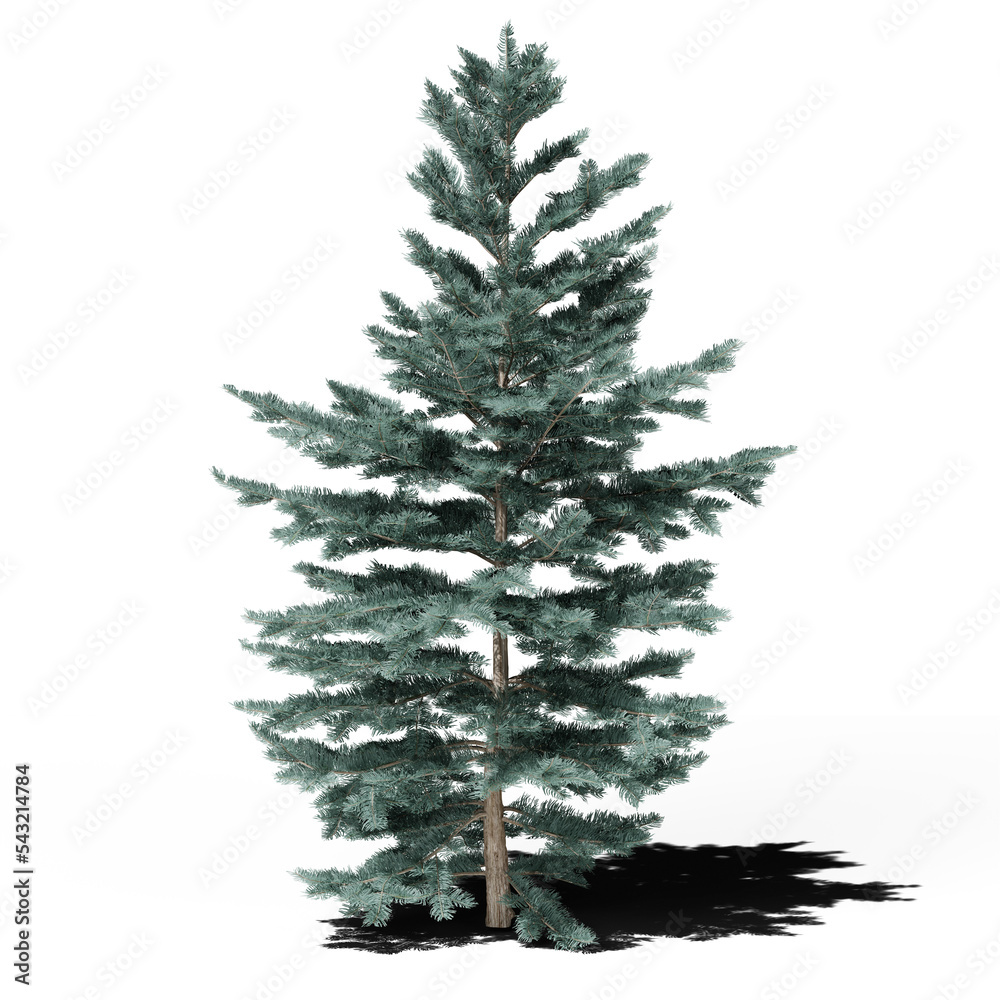 White fir conifer pine tree. Hi-res, photorealistic 3d render for ...