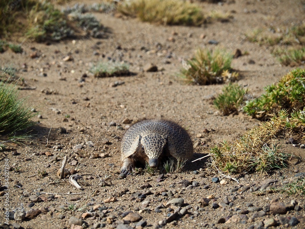 Patagonian Desert Animals