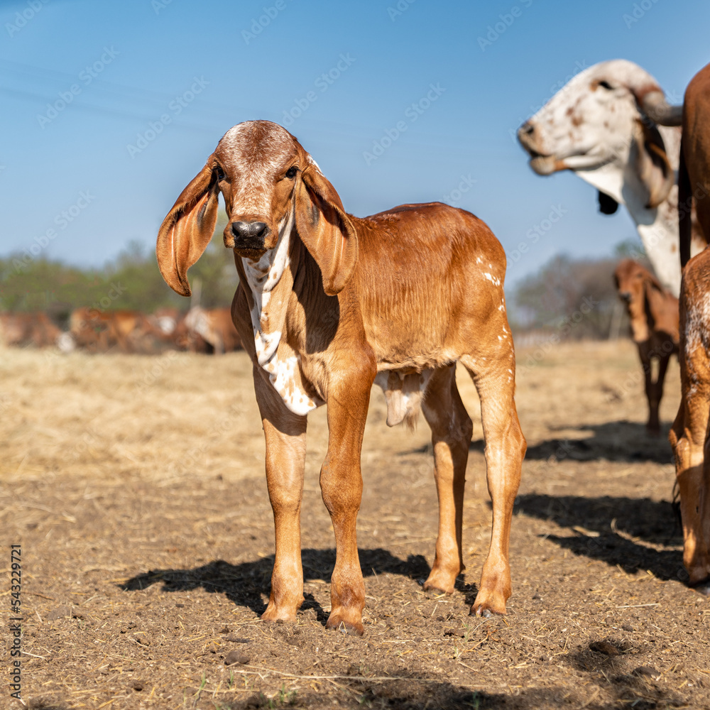 American Brahman Calf Stock Photo | Adobe Stock