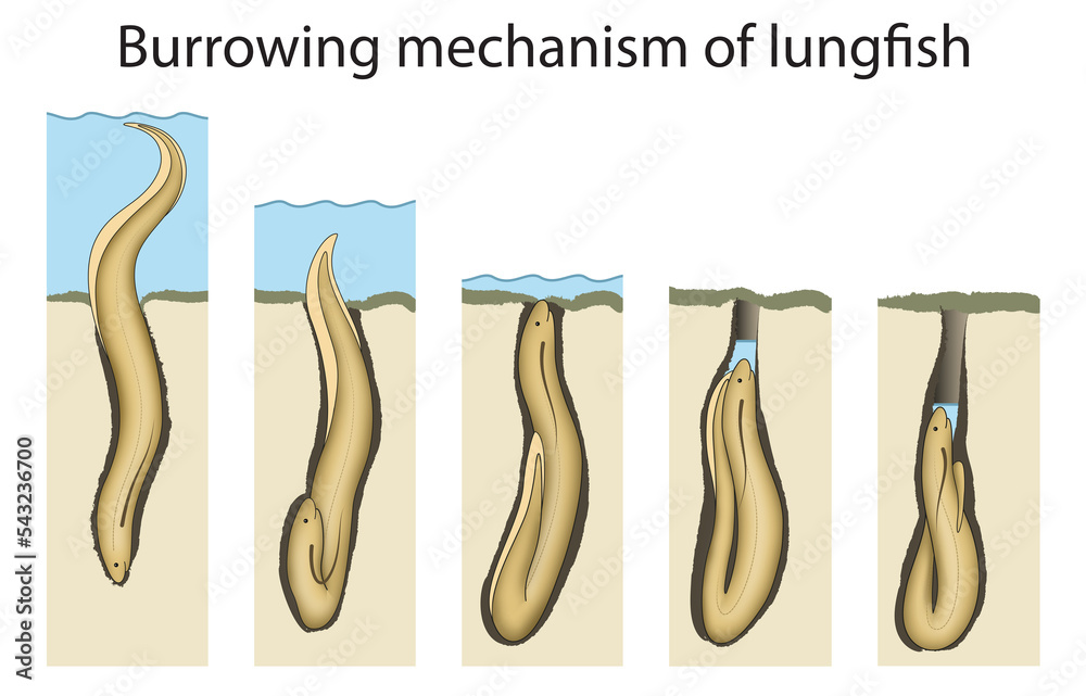 African lungfish have two lungs, and can breathe air Stock Illustration ...