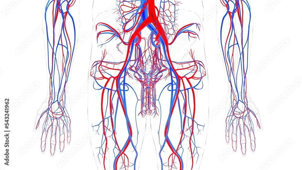human blood vessels with heart anatomy 3d illustration Stock ...