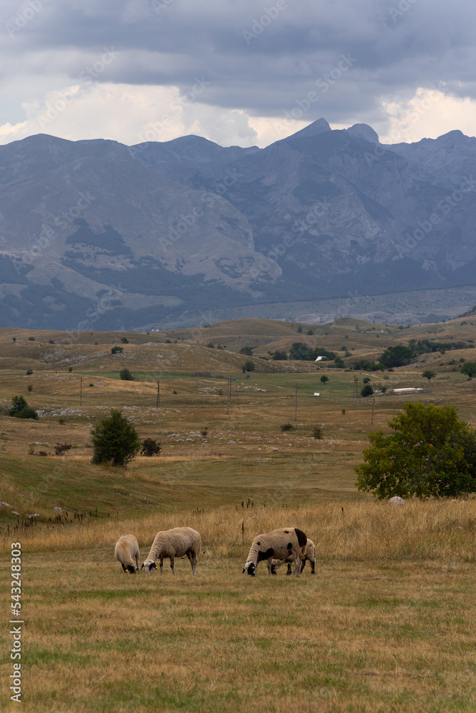 Durmitor national park in Montenegro. Amaizing mountains full of ...