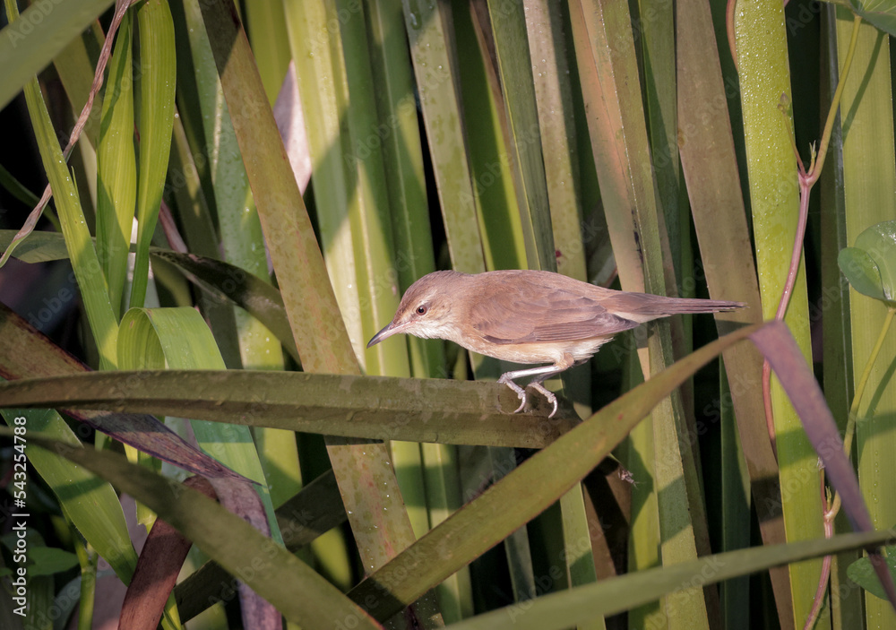 clamorous reed warbler is an Old World warbler in the genus ...