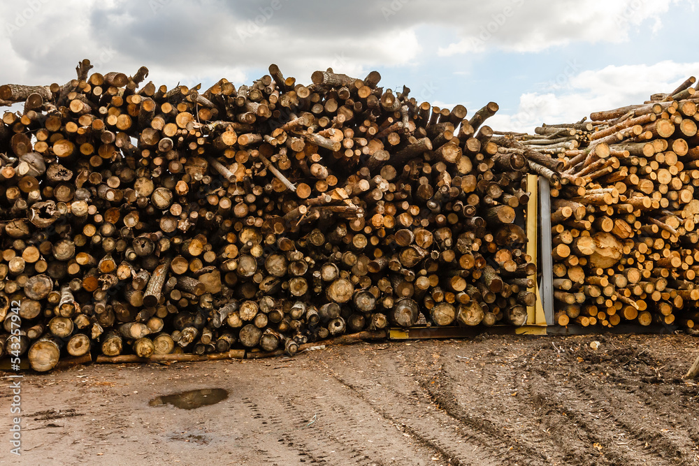 Deforestation, forest destruction. Timber harvesting. Pile, stack of ...