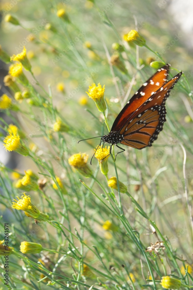 Mariposa monarca Mexico Stock Photo | Adobe Stock