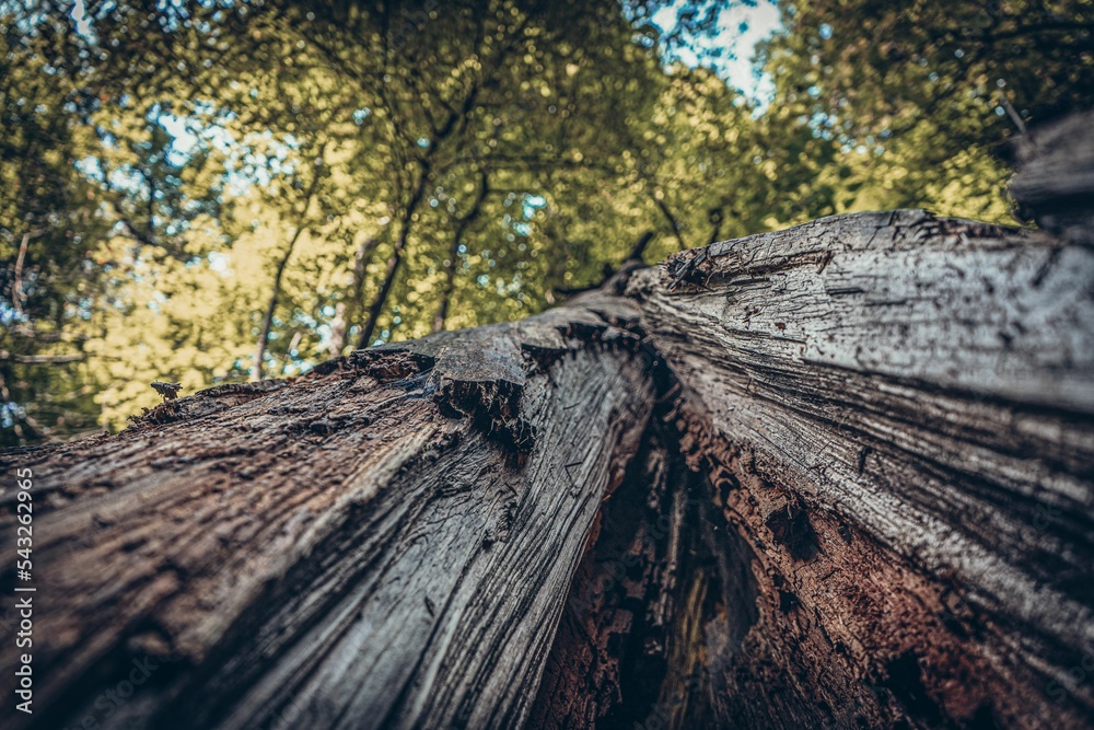 Low angle of a tall tree in a forest Stock Photo | Adobe Stock