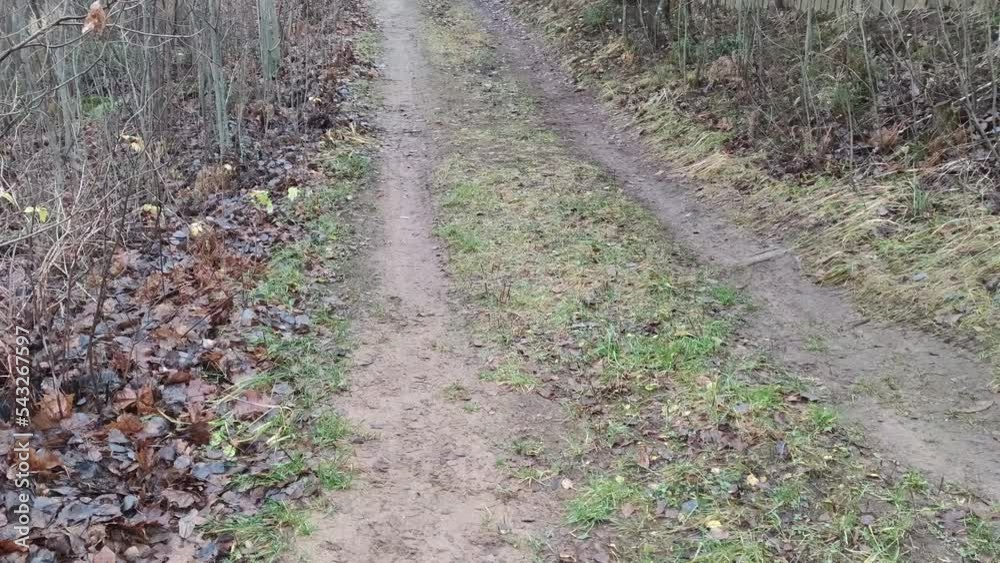 Rural sandy road. Autumn cloudy day. Almost all the leaves have fallen ...