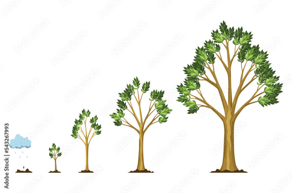 Stages growth of tree from seed. Watering the seeds from cloud rain ...