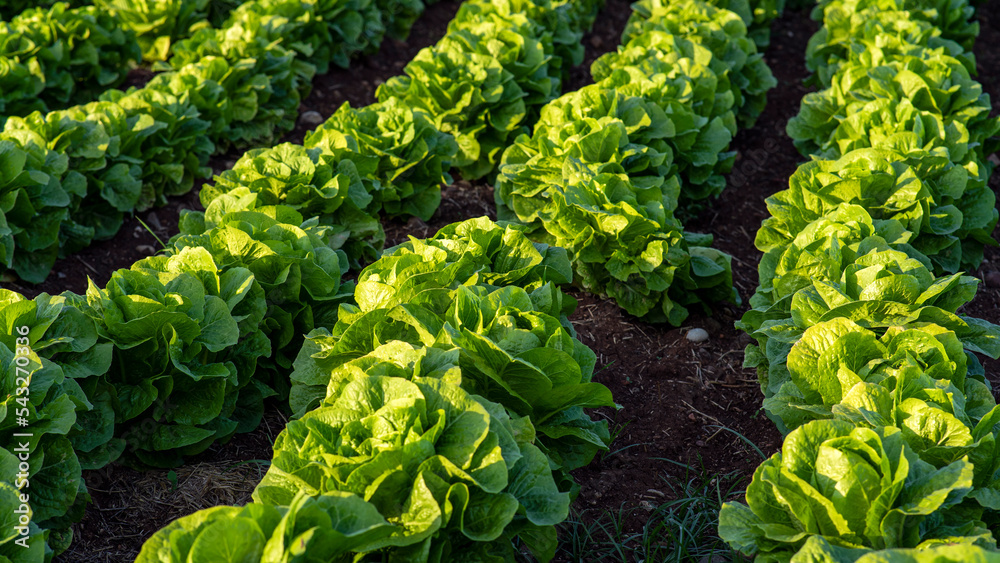 Gardening banner background with green lettuce plants. Agricultural ...