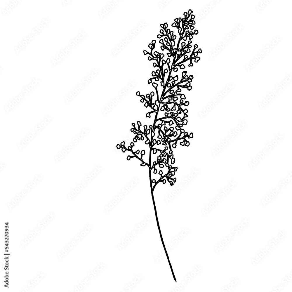 Dried Flower. Stetch Drawing Outline Floral Botanical Illustration ...