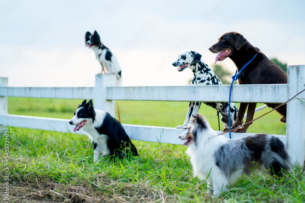 Side view of group of different type dogs stand near garden fence as ...