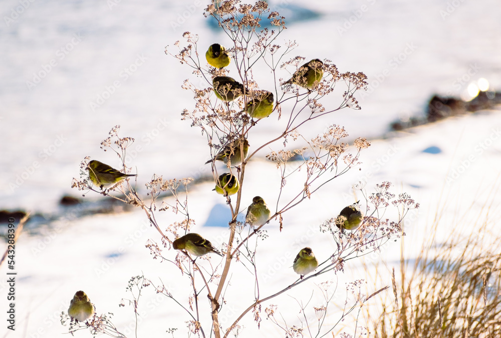 Bandada de Jilgueros en un arbustos en la nieve, aves de color verde y ... Bandada de Jilgueros en un arbustos en la nieve, aves de color verde y ...