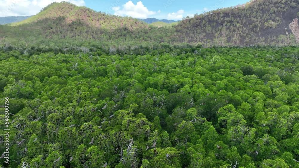 Sunda flying foxes, Acerodon mackloti, fly above the green canopy of a ...