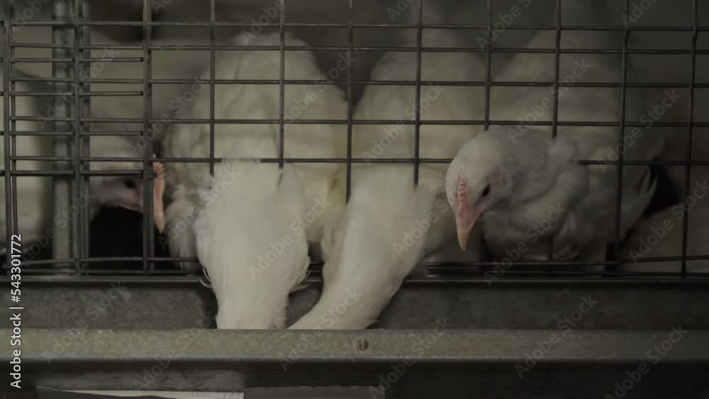 Multiple white hens consuming animal food at the agricultural farm ...