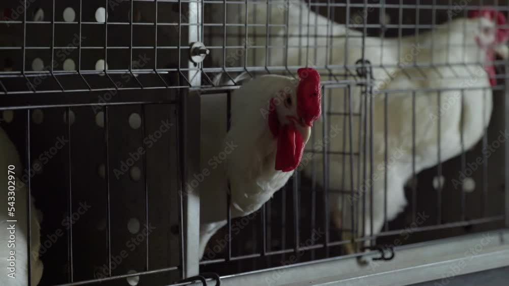 Funny chicken animal poking its head out of the metal cage at a farming ...