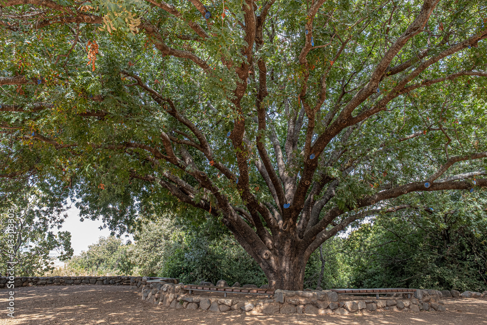 Old Pistacia Atlantica tree in Tel Dan Nature Reserve, kibbutz Dan ...
