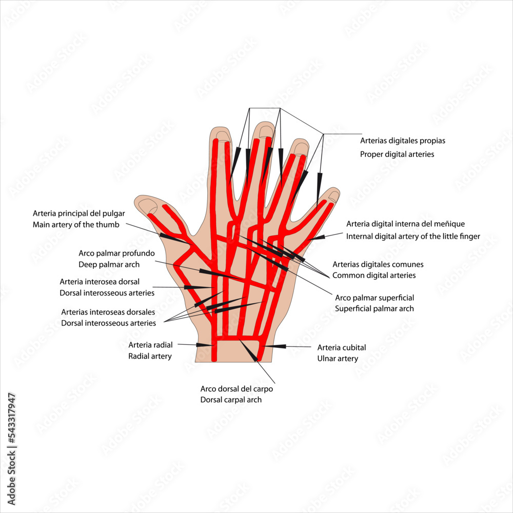 Anatomía humana Anatomía topografía de las arterias de la mano derecha ...