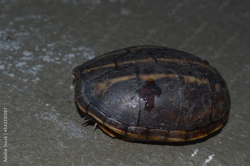 Wildlife little shy turtle on the sidewalk saved photo picture image ...